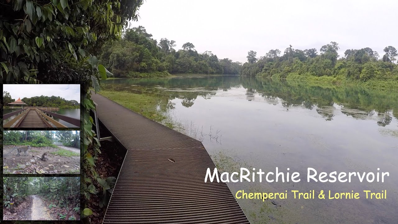 MacRitchie Lornie Trail and Chemperai Trail(Boardwalk) - YouTube