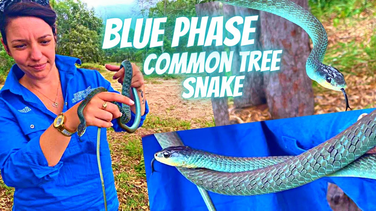 Blue Phase Common Tree Snake - YouTube