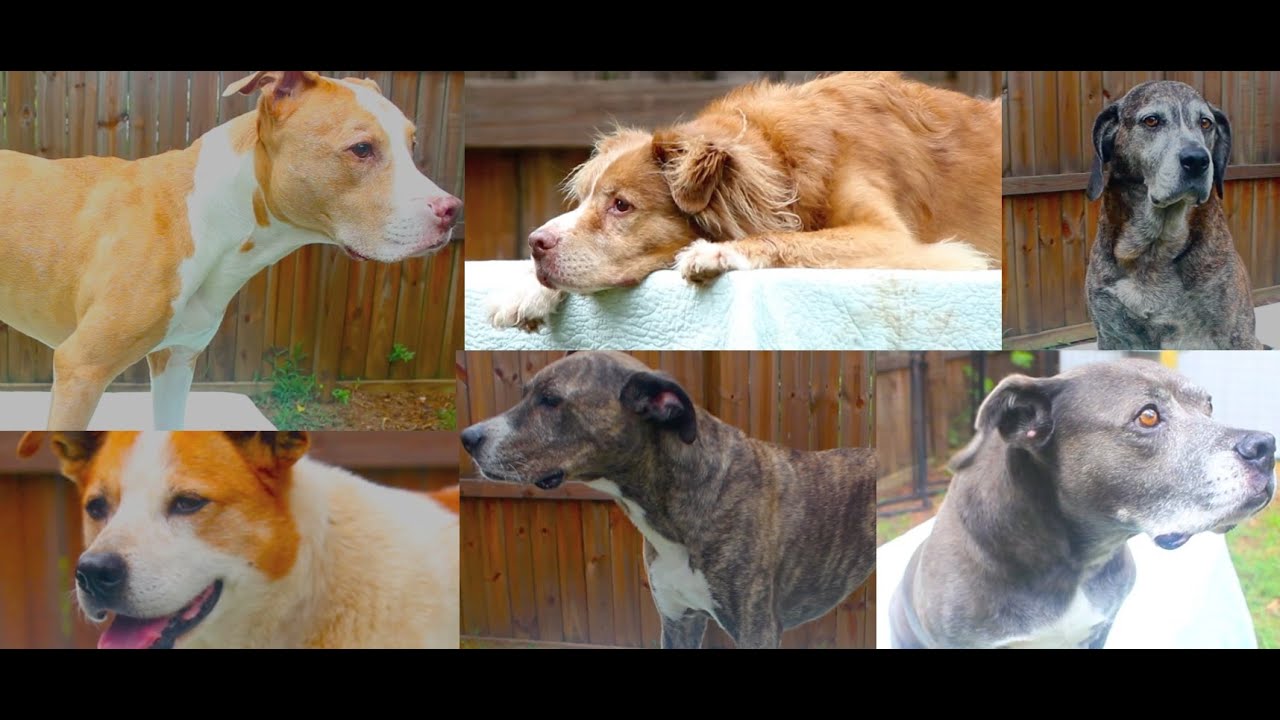 Savage Dogs 2 - YouTube