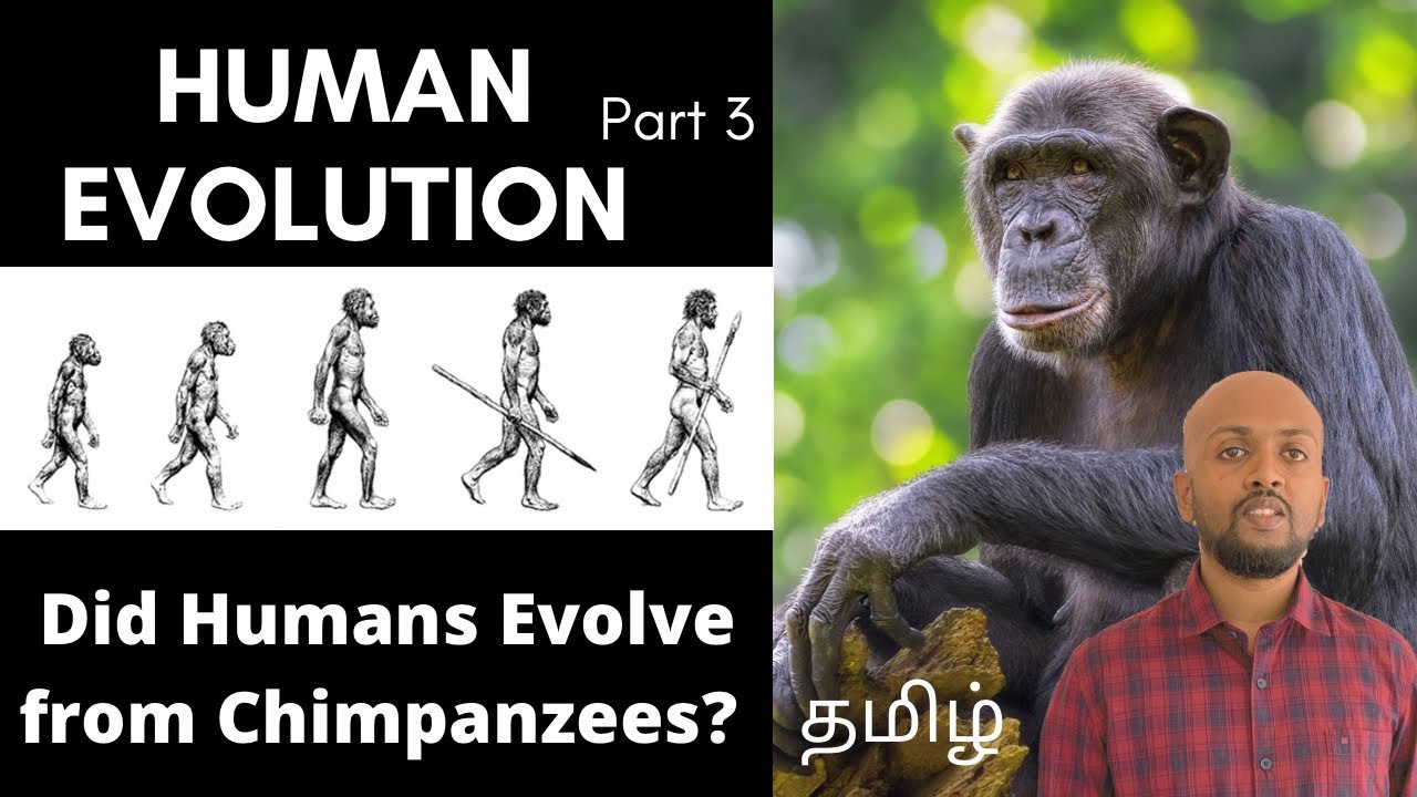 Did Human Evolve from Chimpanzee? | Human Evolution in Tamil - Part 3 ...