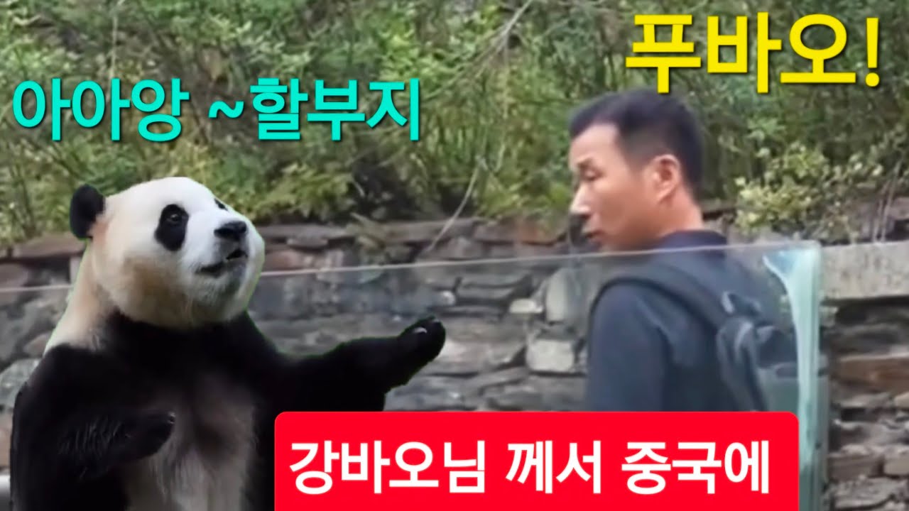 강바오님 께서 중국에 푸바오 보러왔어요 Youtube