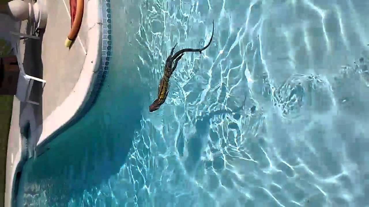 Swimming Lizard ...MaryJane the Iguana - YouTube