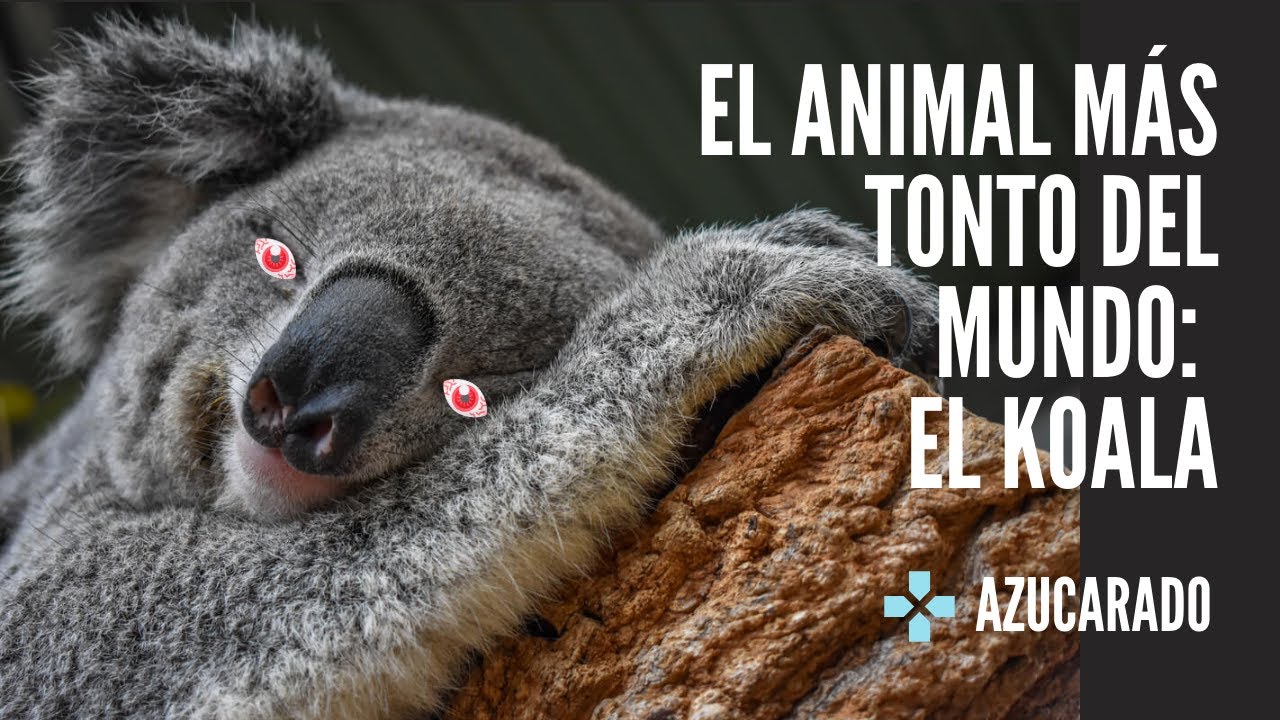 EL ANIMAL MÁS TONTO DEL MUNDO: EL KOALA - YouTube