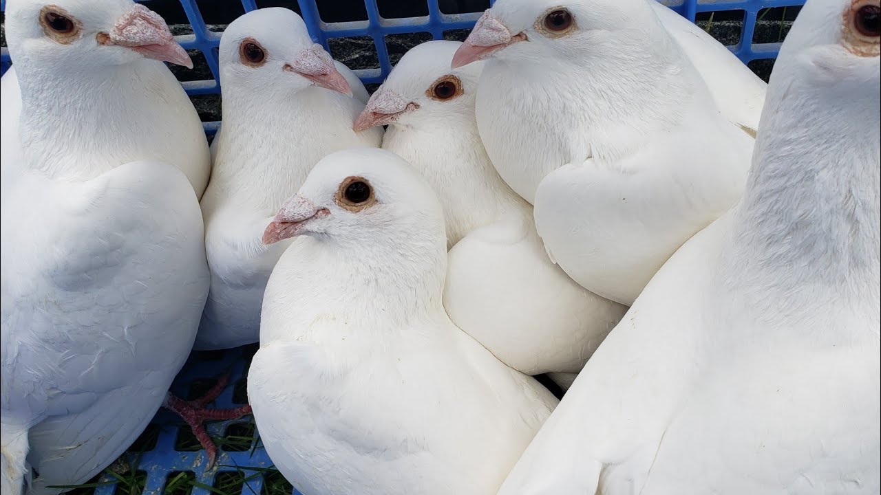 White racing pigeons - YouTube