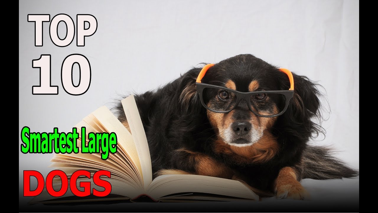 Top 10 Smartest Large Dog Breeds | Top 10 animals - YouTube
