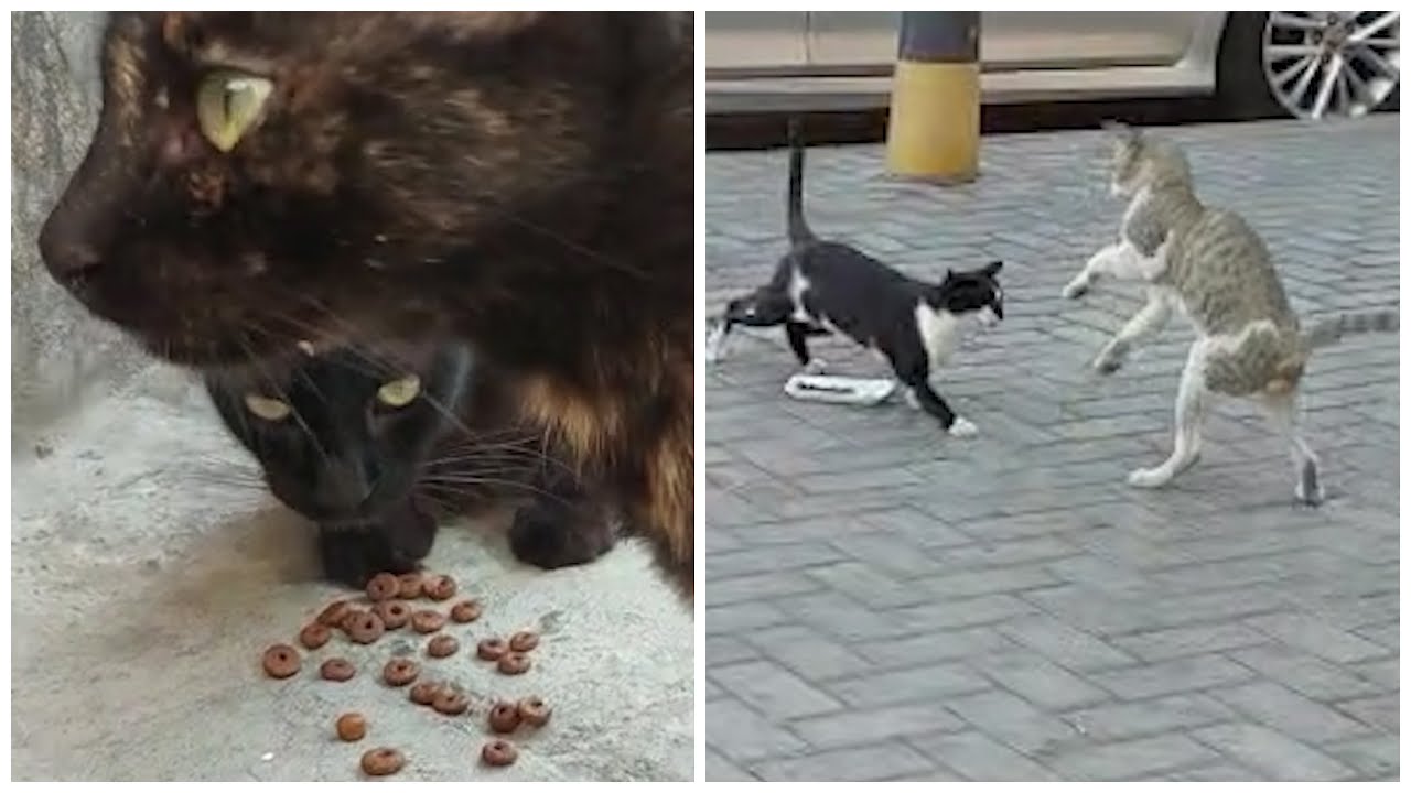Hungry And Grumpy Homeless Cats 😺😺 Protect Their Food - YouTube