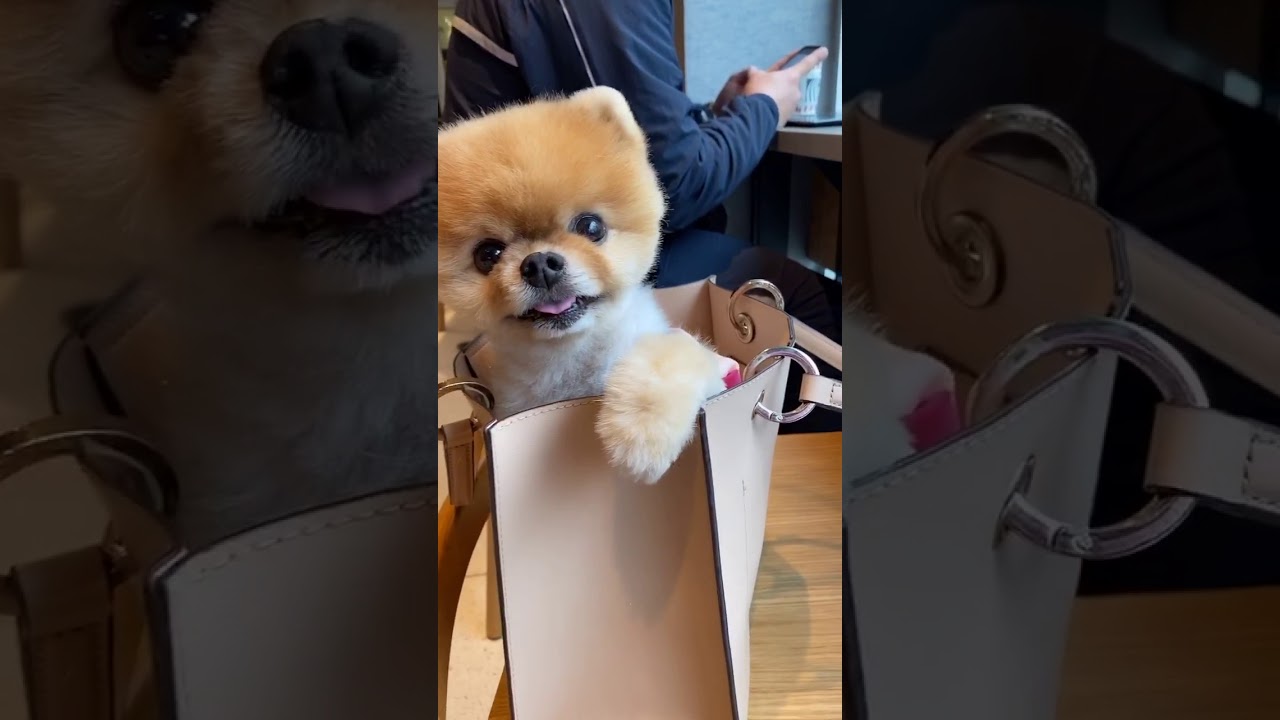 jiffpom 186 jiffpom💗@jiffpom Official TikTok - YouTube