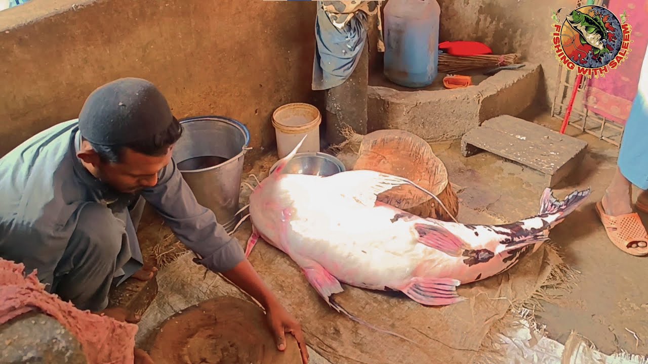 Foji Khagga Fish amazing - Big Fish cutting video -with fish cutting ...