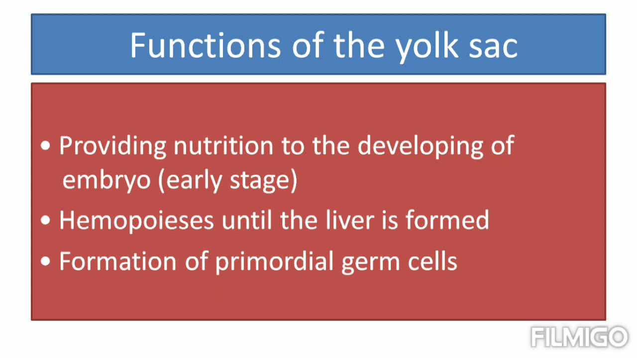 Yolk sac (embryology) - YouTube