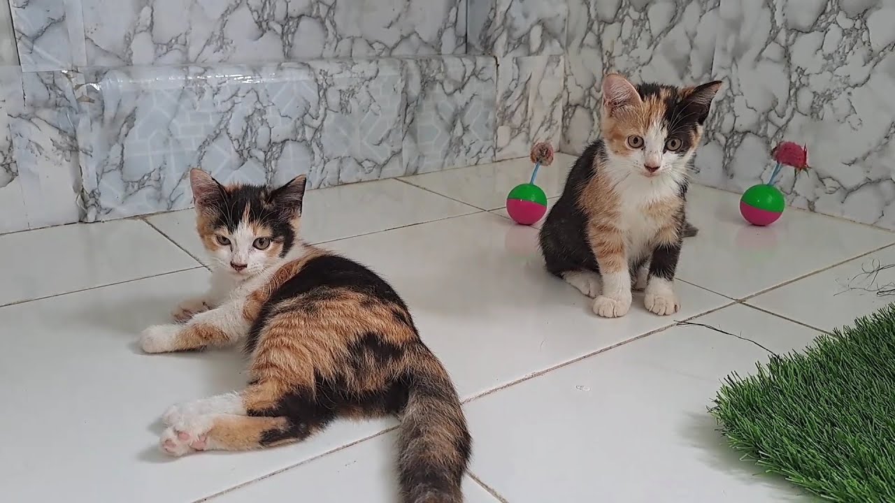 kittens attack each other | eps.39 - YouTube