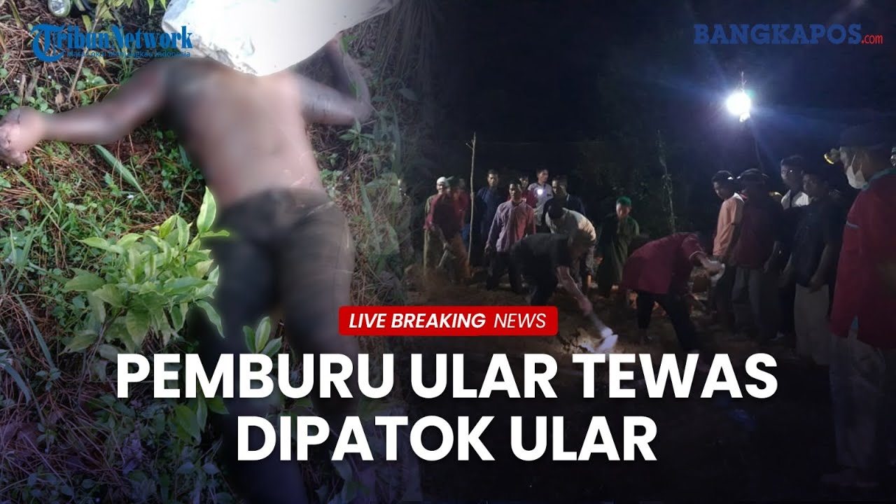 🔴BREAKING NEWS: Pemburu Ular Tewas Dipatok Ular - YouTube
