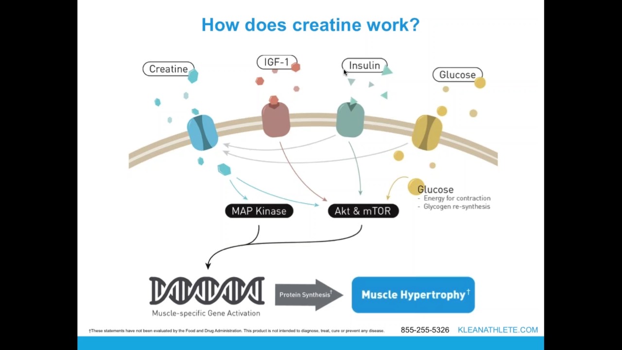 Creatine Supplementation Youtube