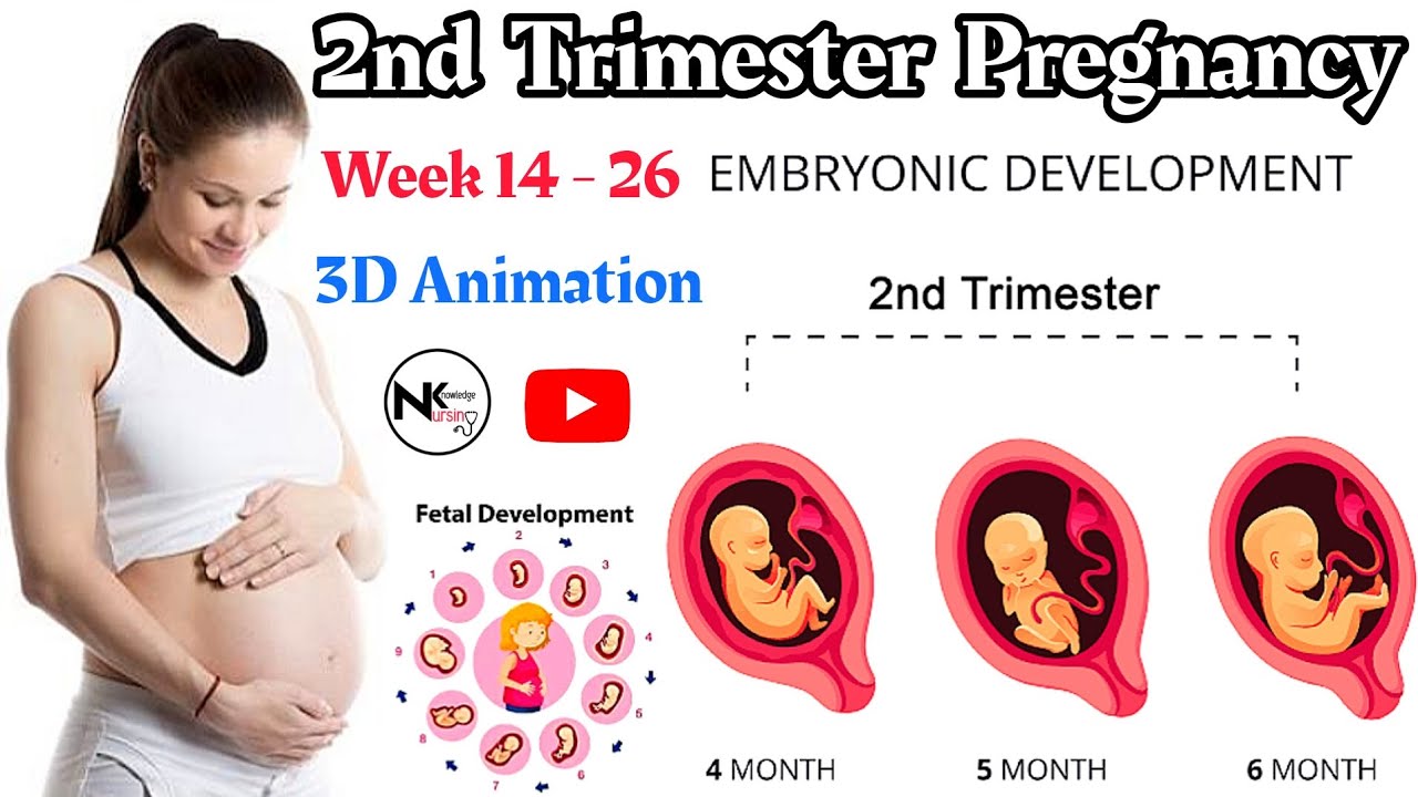 2nd Trimester Pregnancy | 3D_Pregnancy |Week 14 - 26 | Fetal ...