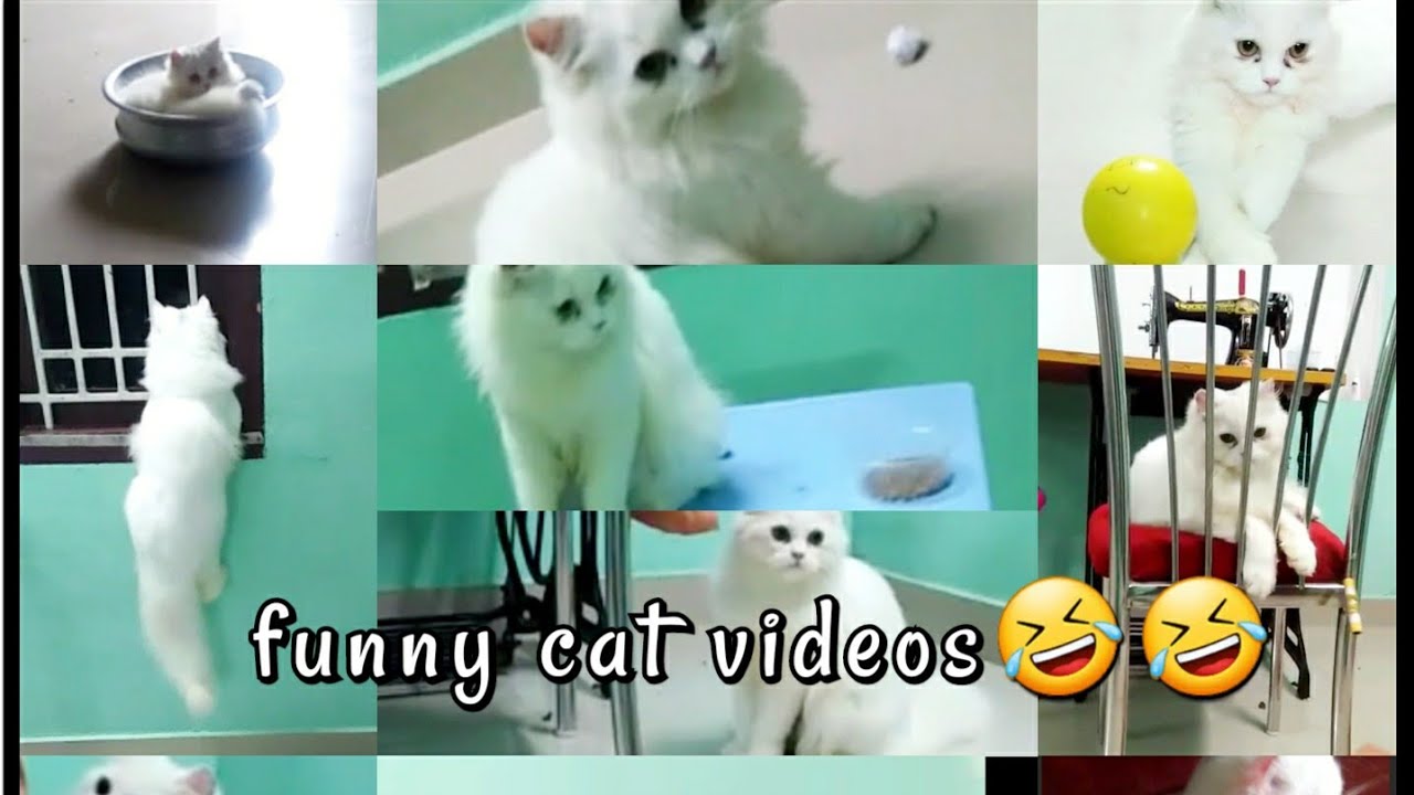 funny cat videos🤣🤣|persian funny video😱 - YouTube
