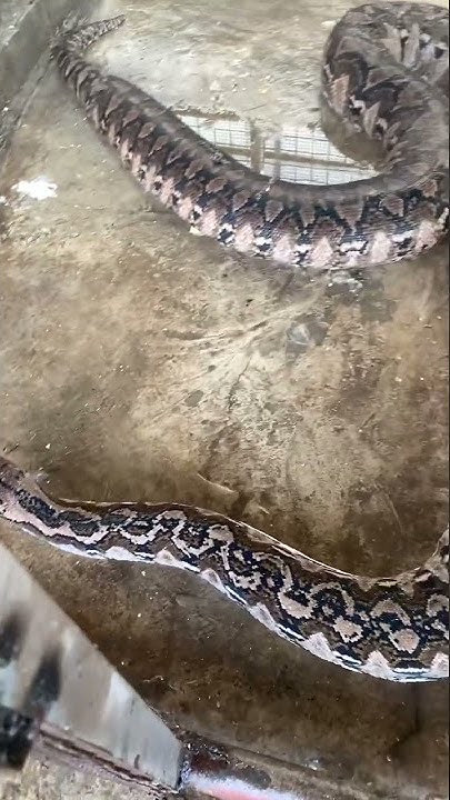 Big python - YouTube