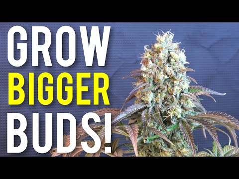 5 Tips To Increase Cannabis Plant Yields