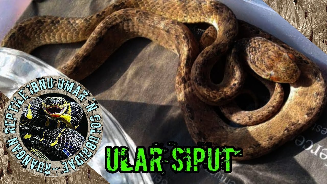Bicara Tentang Ular Siput - Ruangan Reptile Ibnu Umar - YouTube
