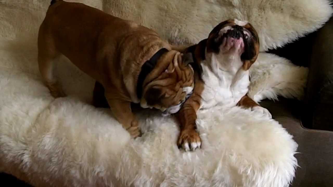 English Bulldog love!! - YouTube