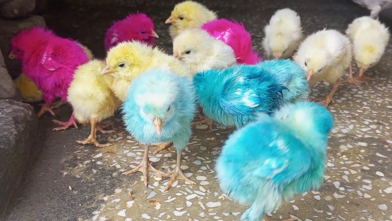 colourful chick|| new chick 🐤🐣 ! Chicks colourful - YouTube