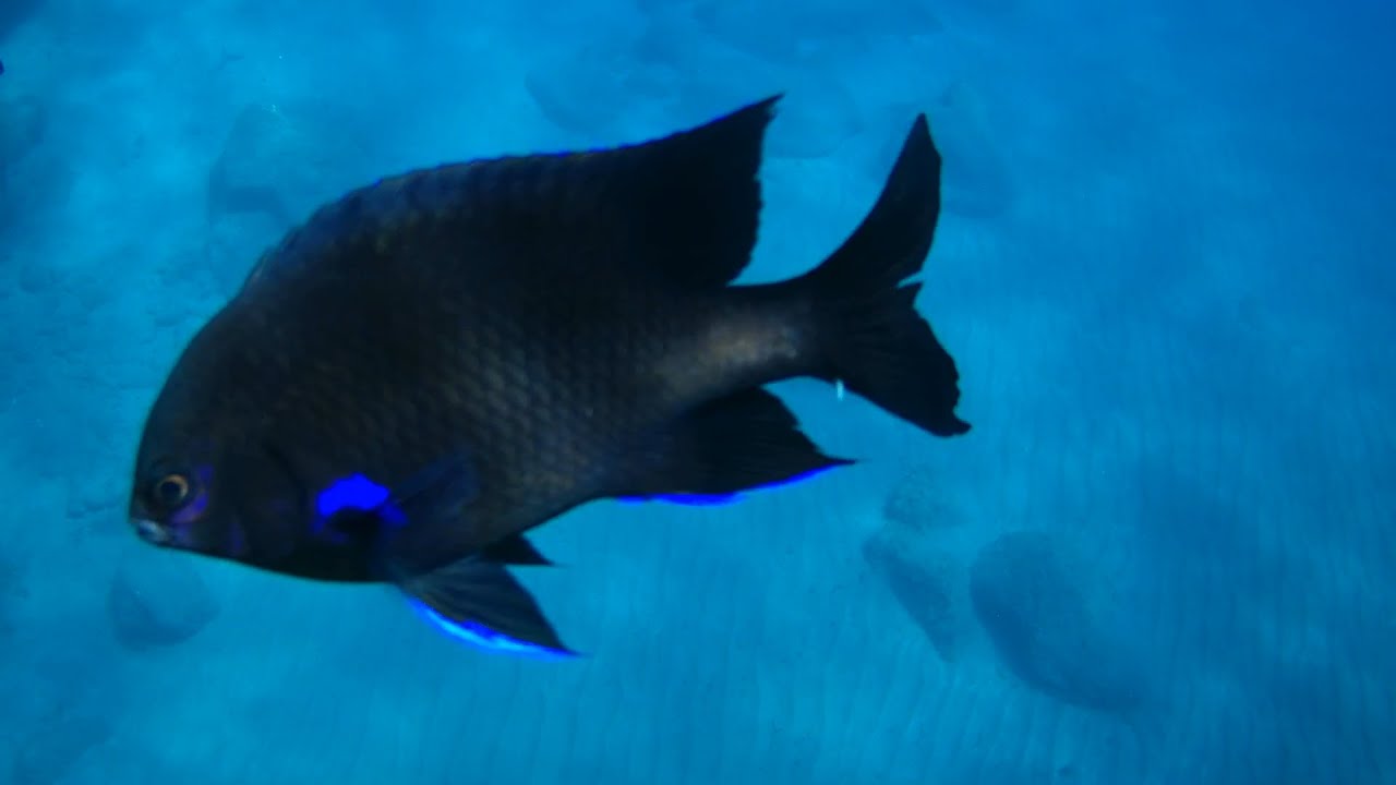 Snorkel Tenerife: Fula negra (Abudefduf luridus-Similiparma Lurida ...
