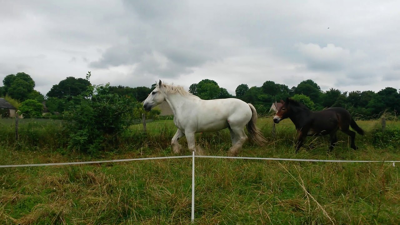 Duo percheron mule . - YouTube
