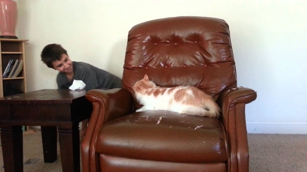 Cat on caffeine :3 - YouTube