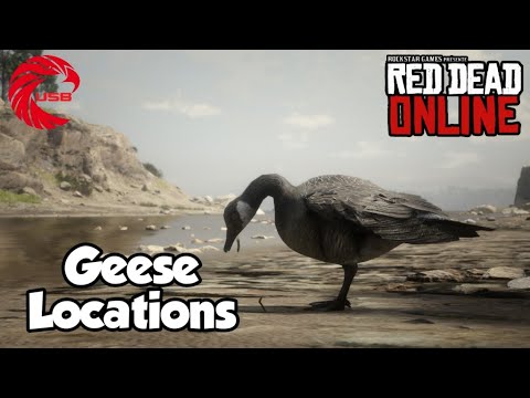 Geese Locations rdr2 Online - Red Dead Online Geese Location Guide ...