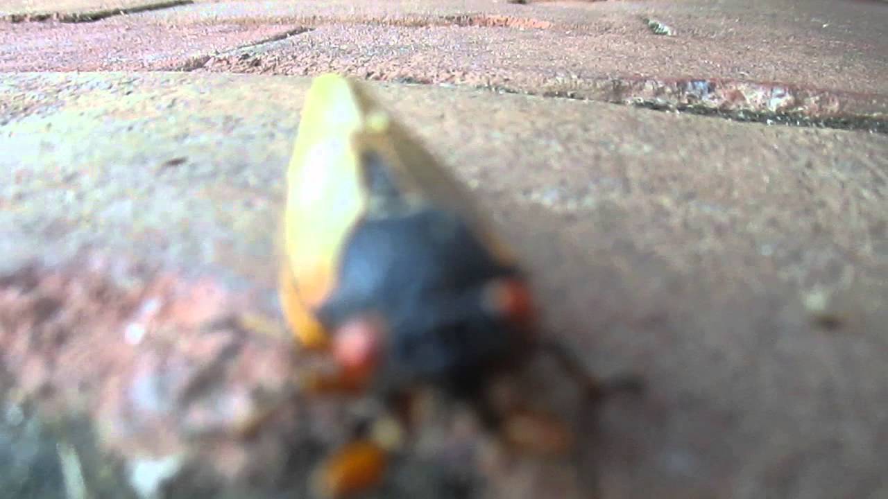 Cicadas 'bug' comes out every 17 years - YouTube