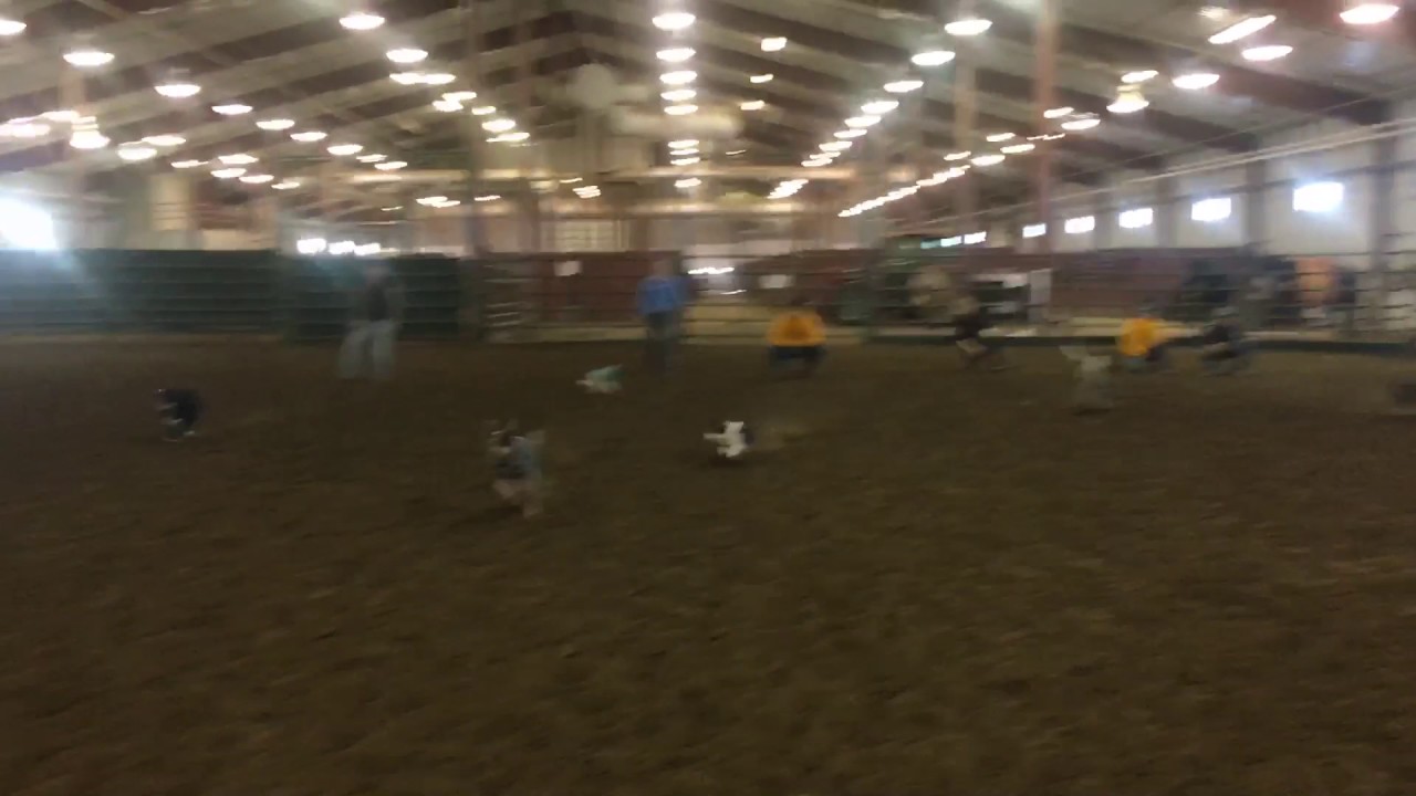 The Race of the Dogs of NDSU Equine Center - YouTube