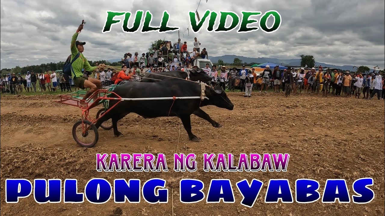 pulong bayabas karera ng kalabaw 2025 full video - YouTube
