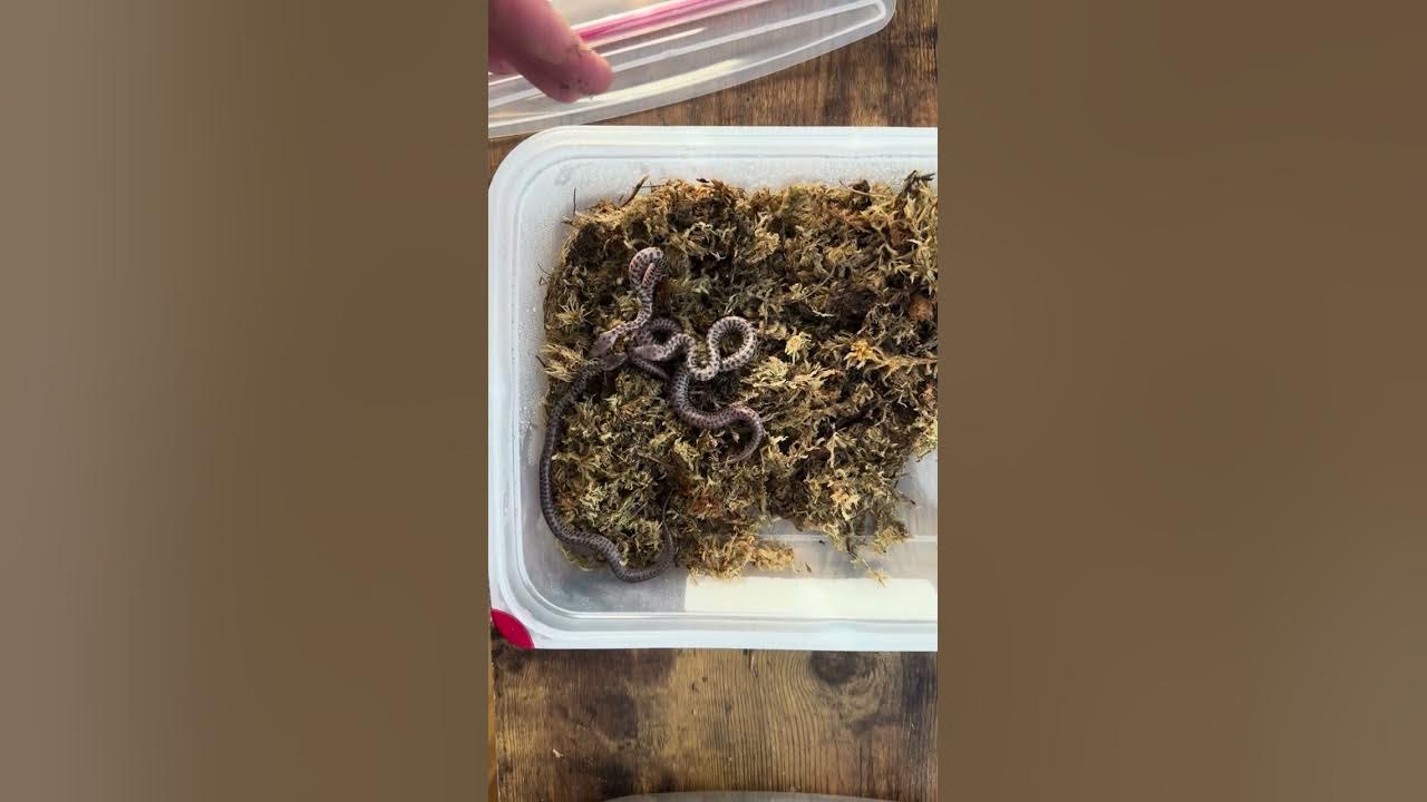 Childrens Python Eggs - BABIES! Maternal Incubation Series Pt. 3 - YouTube
