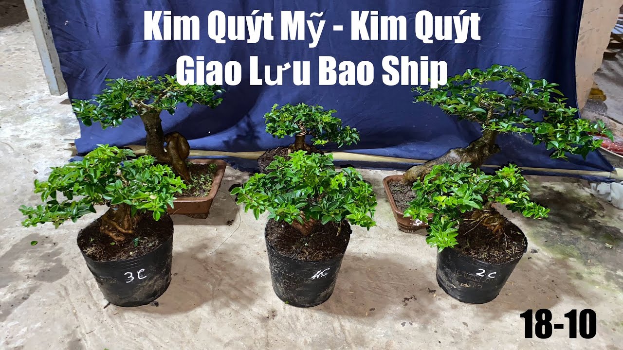 Kim Quýt Mỹ-Kim Quýt Giao Lưu Bao Ship Ngày 18-10 #zalo0338641796 - YouTube
