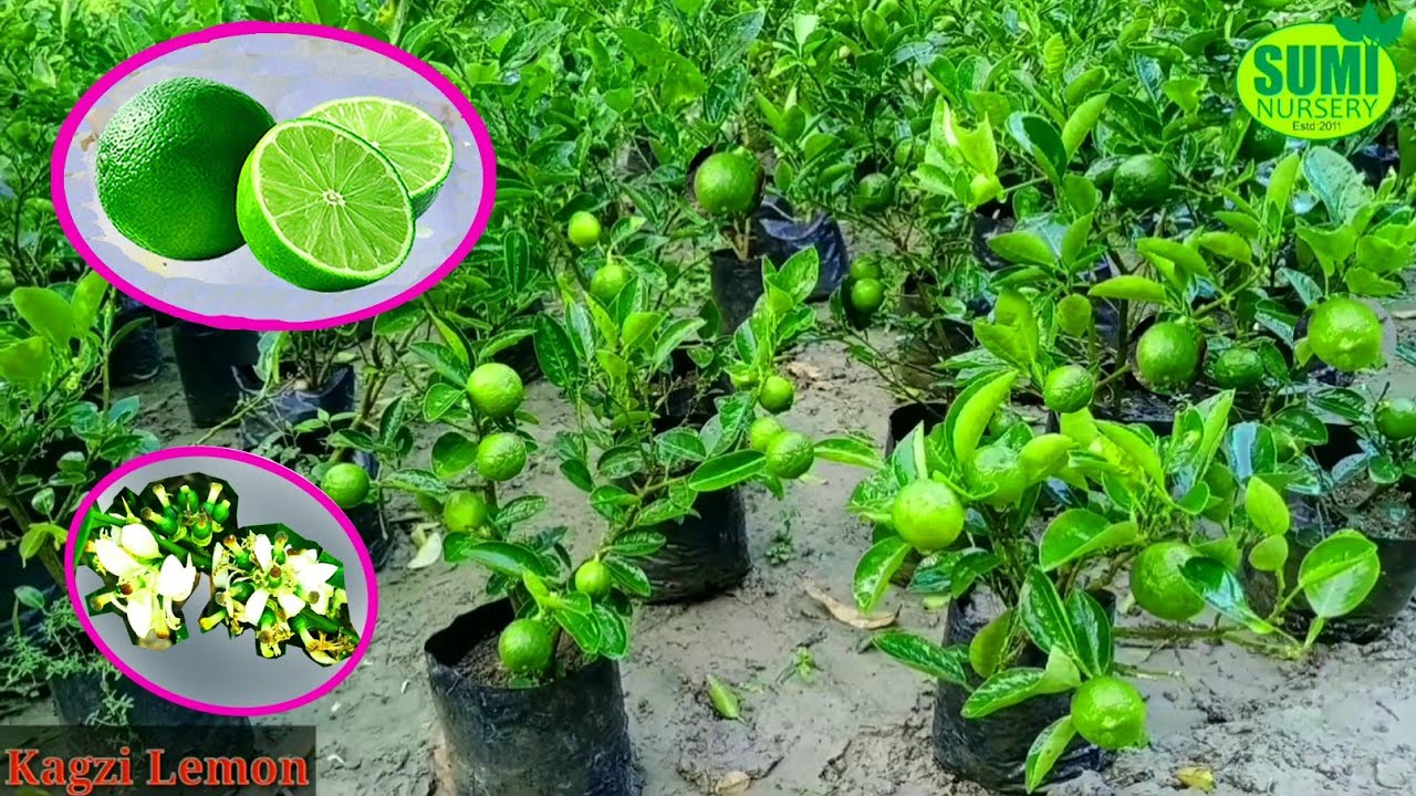 baramasi Kagzi lemon , All time Kagzi Lemon Farming Call - 8926100200 ...