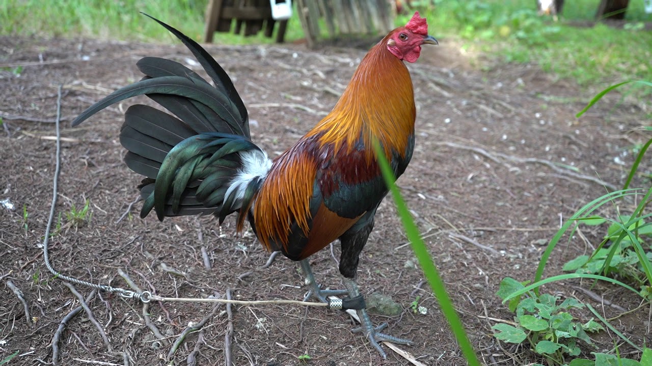 Gilmore Hatch - YouTube