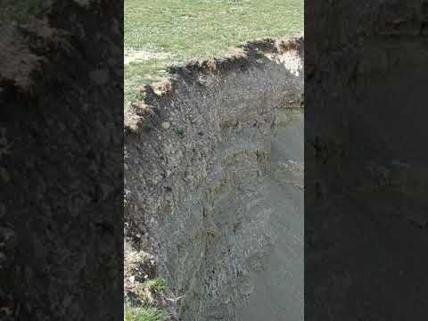 Çayır Toprağı Üzerinde Bitki Örtüsü