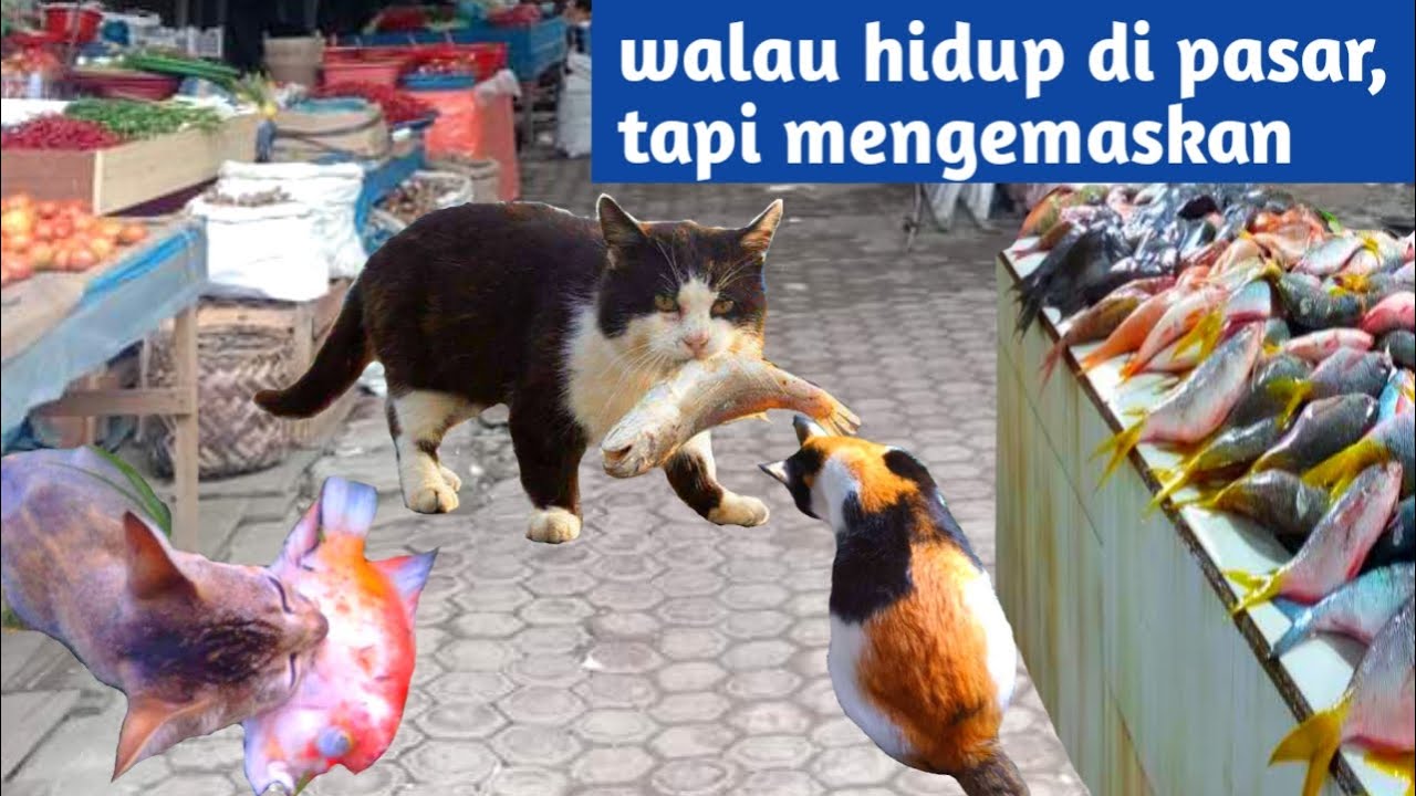 Kehidupan kucing di pasar,, - YouTube