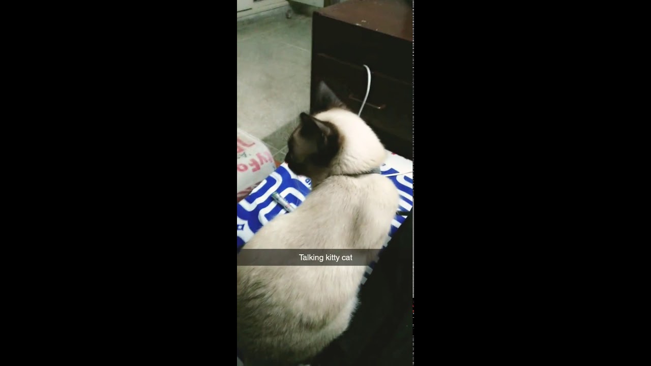 Doobie the Talking kitty cat - YouTube