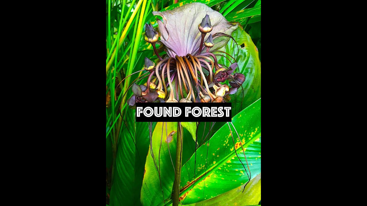 FOUND FOREST - YouTube