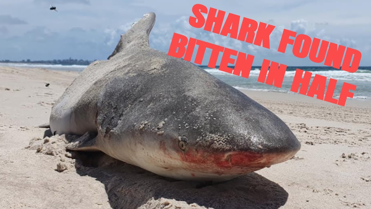 "Bull shark" Found bitten in half on popular swimming beach "Bribie ...