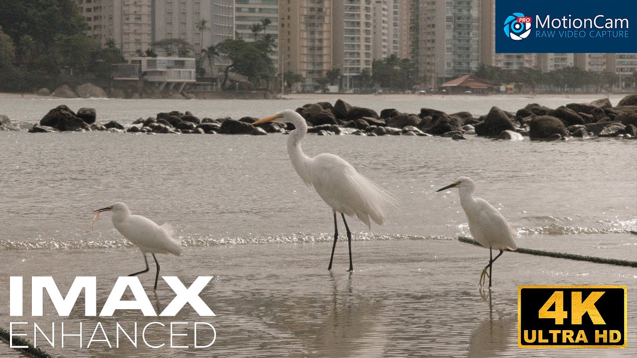 The Trip to the Beach - 4K IMAX MotionCam - YouTube