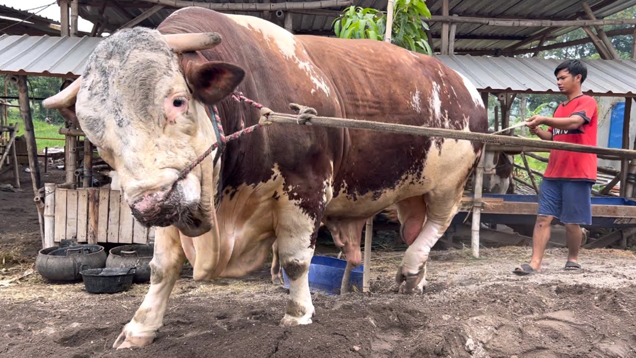 SAPI MONSTER KONTES MIRIP ROSSI 1,3 TON TAMPIL ‼️🔥🔥🔥 - YouTube