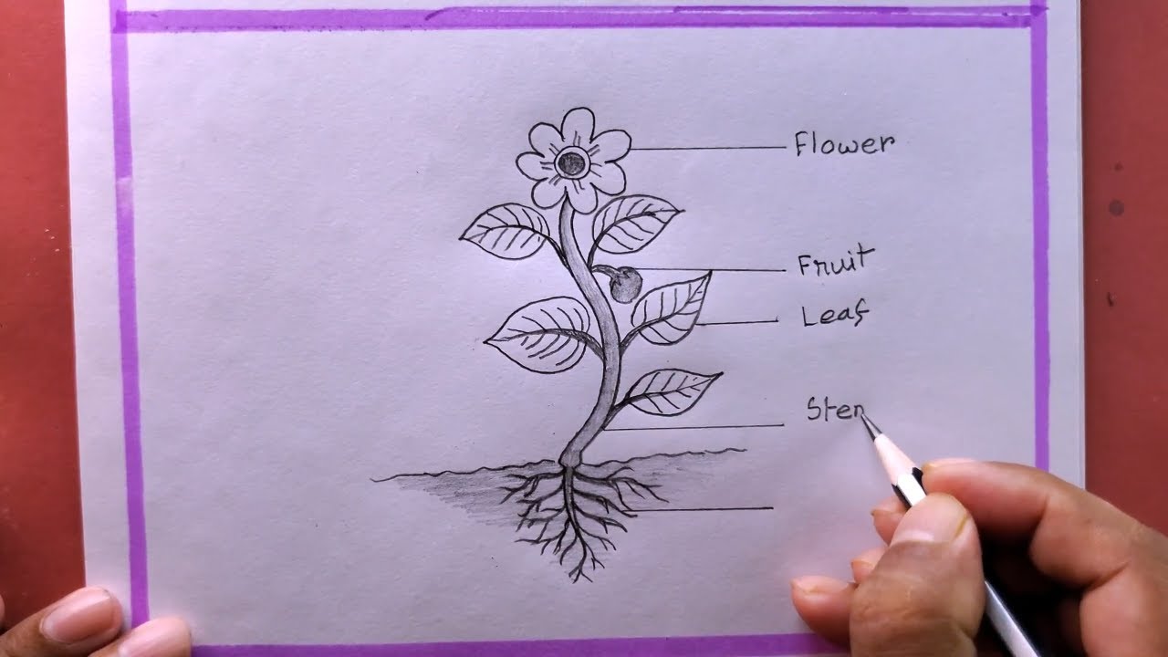 How To Draw Parts Of A Plant easy/Plant Drawing Easy - YouTube