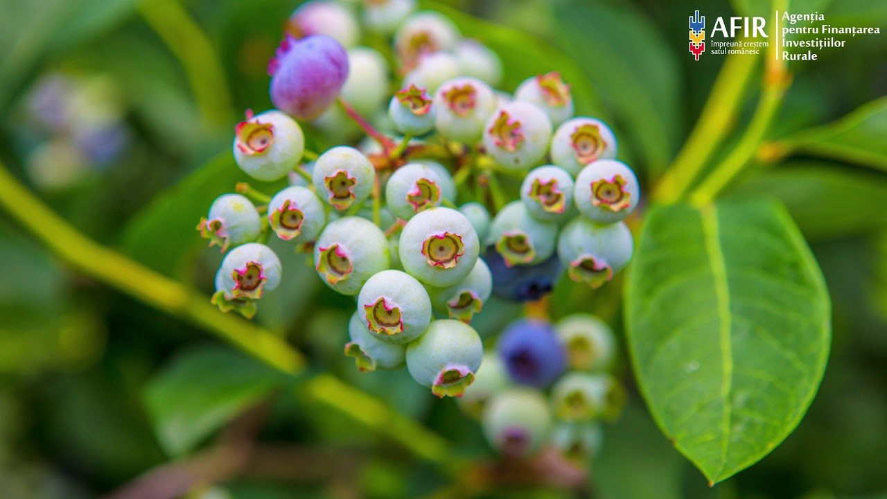 Exemplu PNDR - Plantatii ecologice de afin si capsun, judetul Arad ...