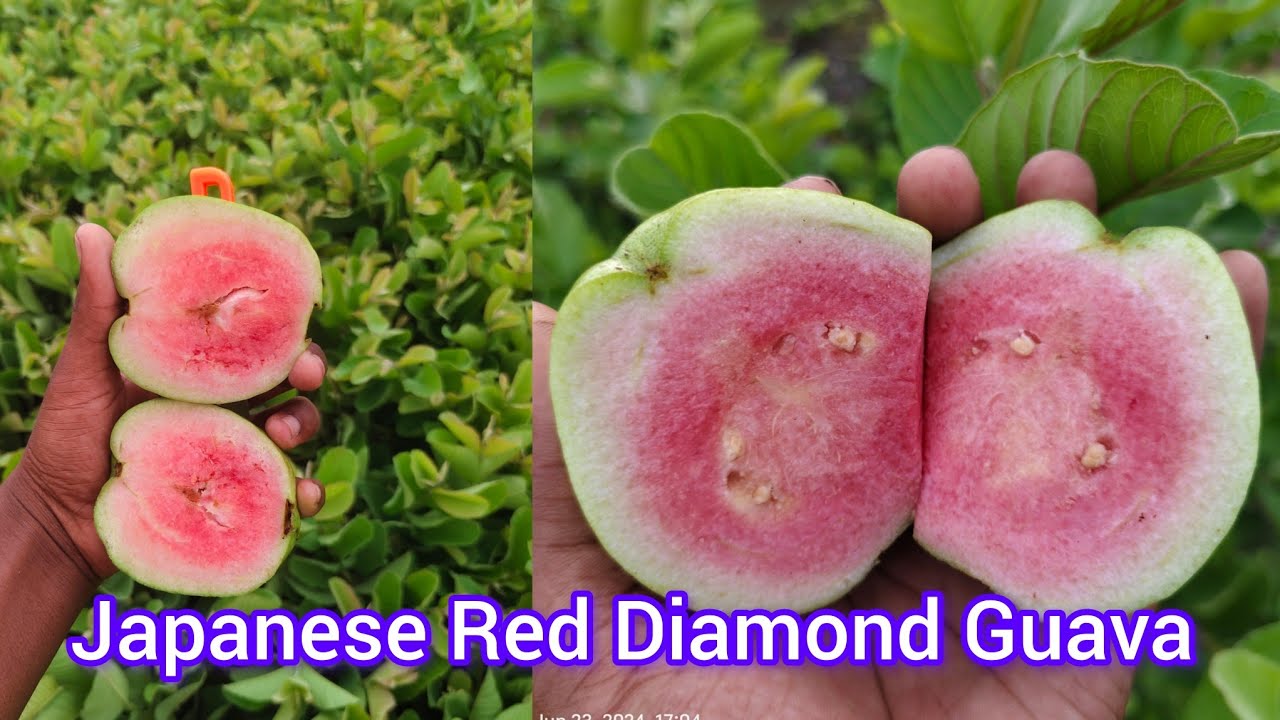 Japanese Red Diamond Guava plant available. || Contact. 7432861939 ...