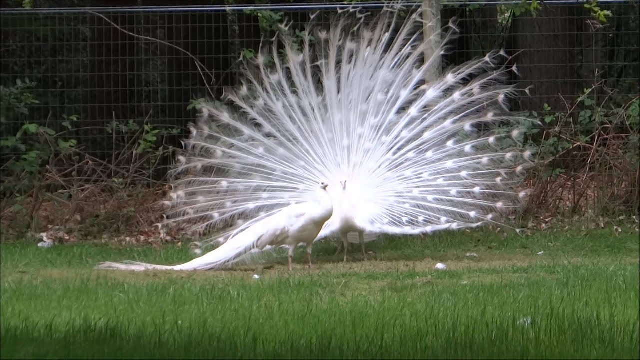 Witte pauwen bij kasteel Staverden (2). - YouTube