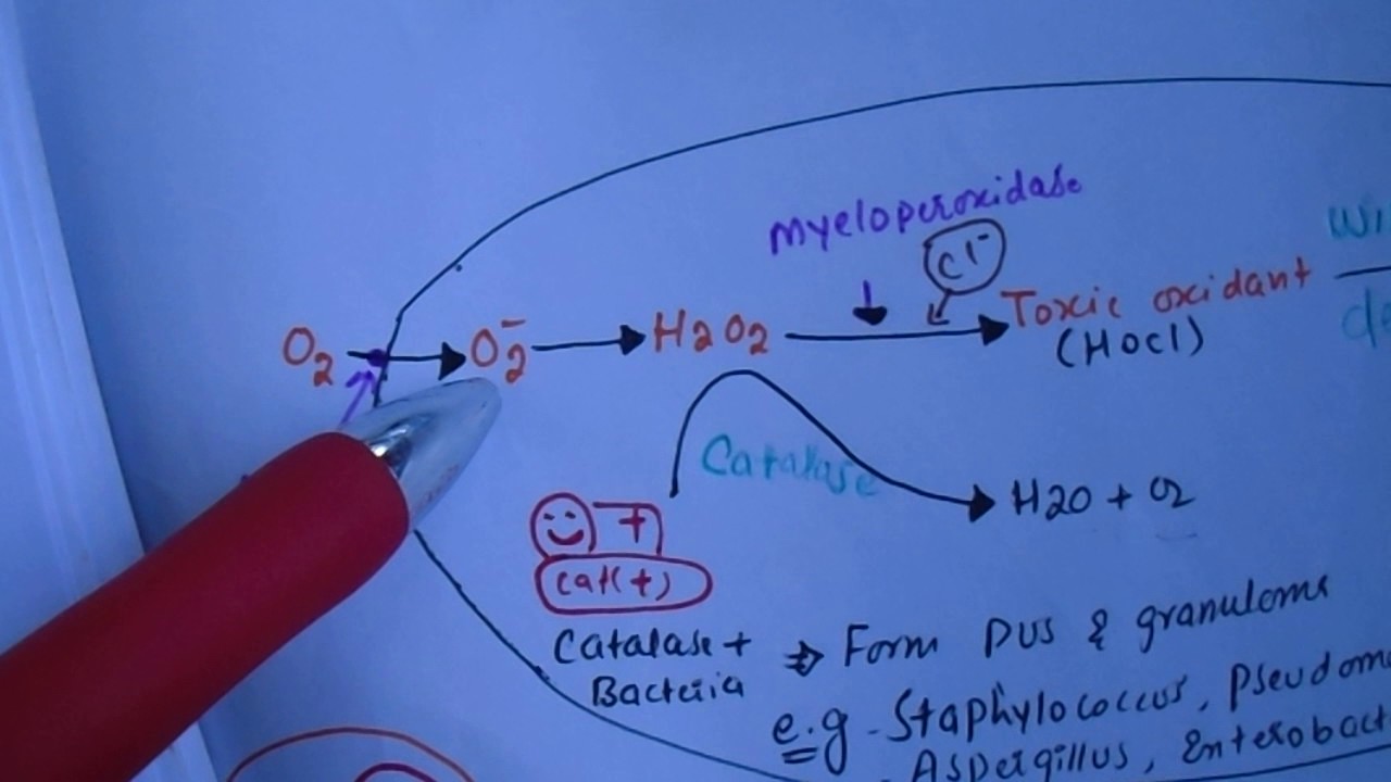 Mnemonic for Catalase Positive Bacteria - YouTube
