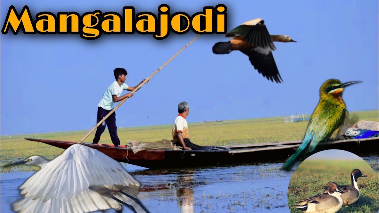 Mangalajodi Bird sanctuary Chilika#Exploring Mangalajodi#Migratory ...