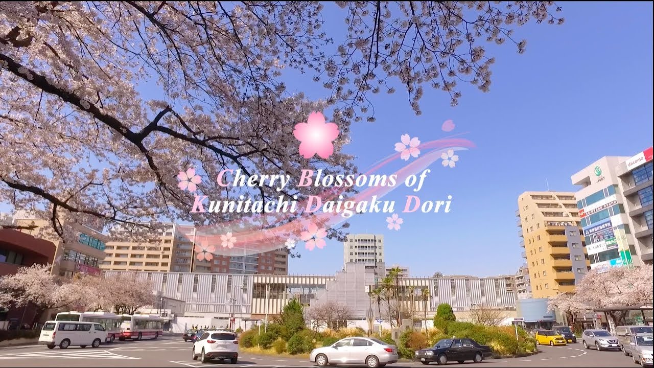 Cherry Blossoms of Kunitachi Daigaku Dori (English/Japanese subtitles ...