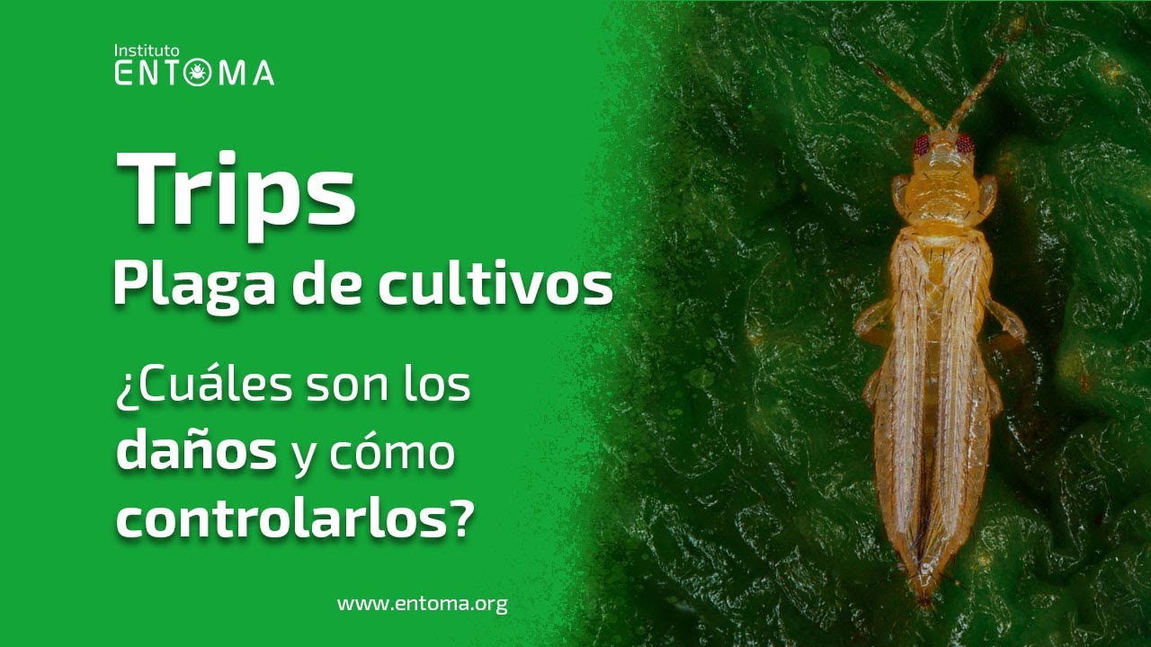 👨🏻‍🏫Trips de las flores ¿Cuáles son los daños y cómo controlarlos ...