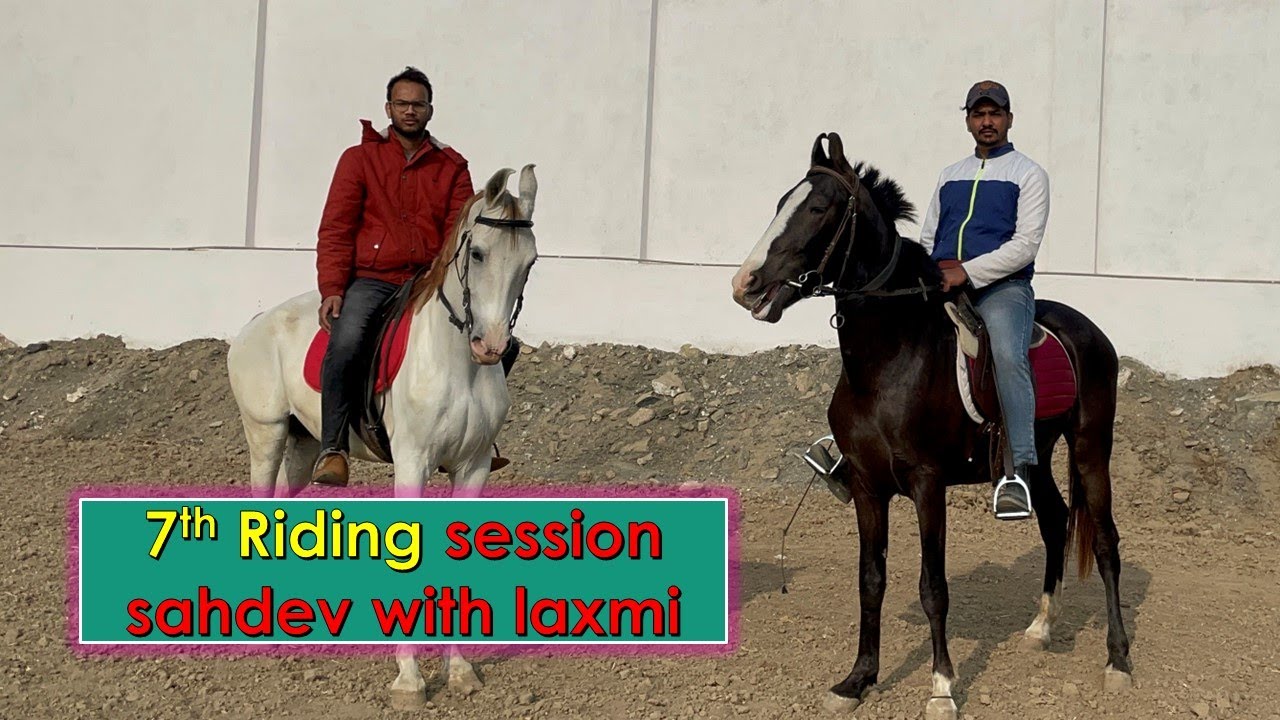7th Riding session Marwari Horse sahdev with laxmi || HORSE RIDING VLOG || MOHIT PALIWAL ...
